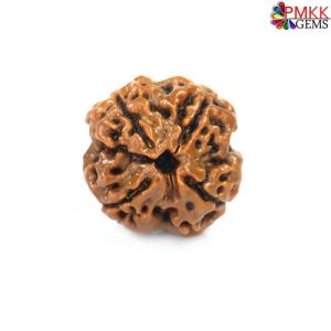 Buy Original 4 Mukhi Rudraksha at Best Price